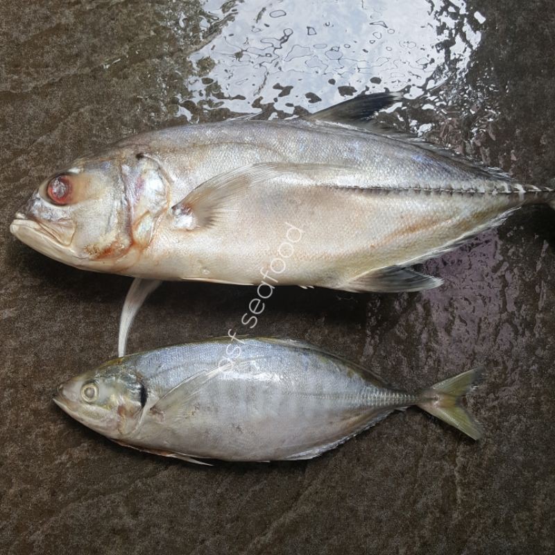 Jual Ikan Kuwe / Kue Mubara Laut | Shopee Indonesia