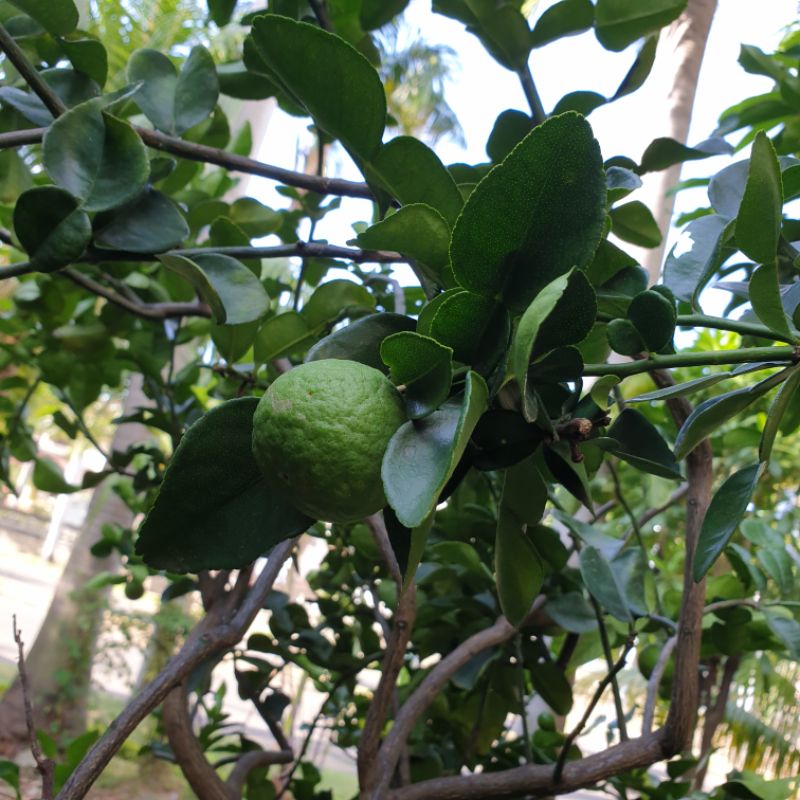 Jual Buah Jeruk Purut harga per 3 Butir Fresh tanpa pestisida | Shopee ...
