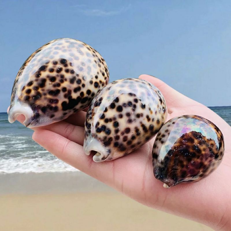 Jual TIGER COWRIE CANGKANG KERANG HIAS CYPRAEA TIGRIS TIGER COWRIE ...