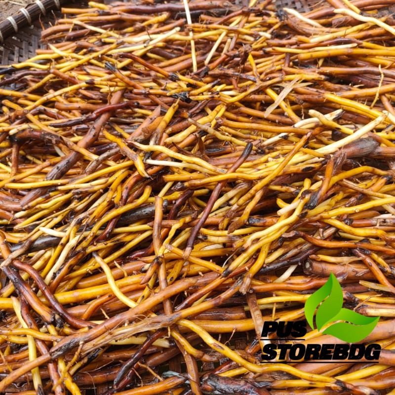 Jual Akar pohon aren/akar pohon kawung 500 gram | Shopee Indonesia