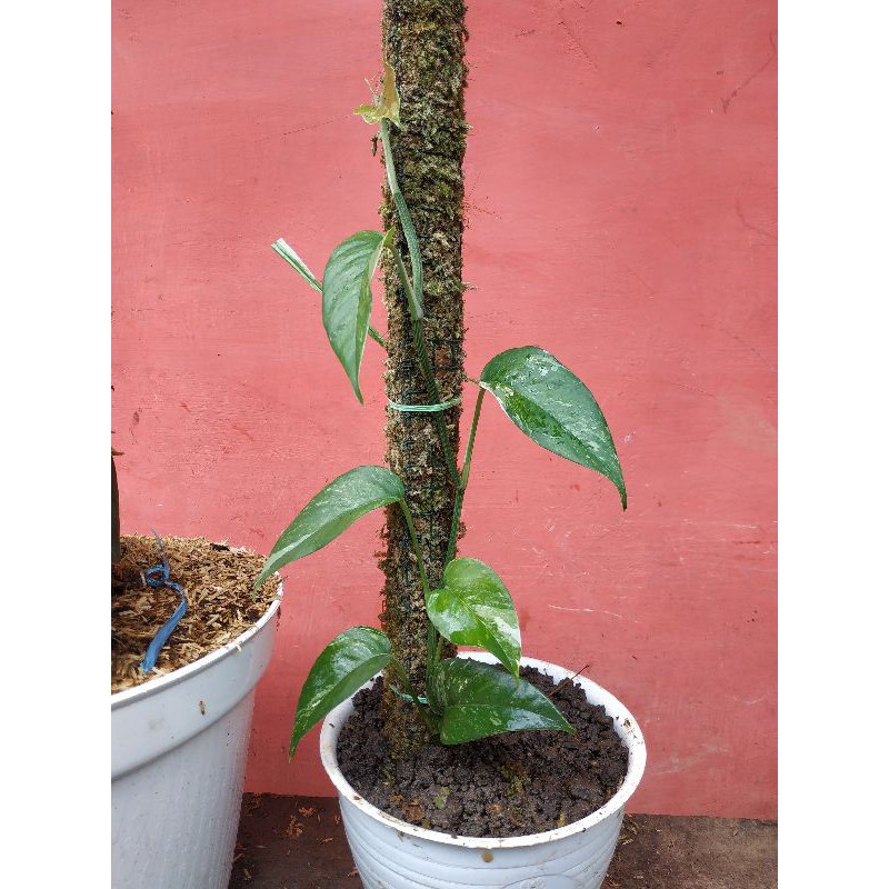 Jual Tanaman Hias Koleksi Ekor Naga Variegata /Epip Variegata | Shopee ...