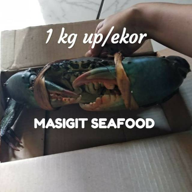 Jual Kepiting Jumbo 1 Ekor 1 Kg Up Fresh - King Crab Seafood | Shopee ...