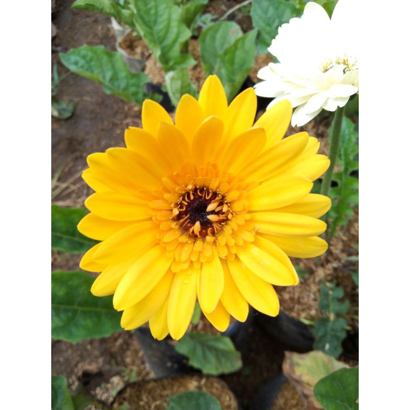Jual Hebras (herbras) / Gerbera bunga kuning | Shopee Indonesia