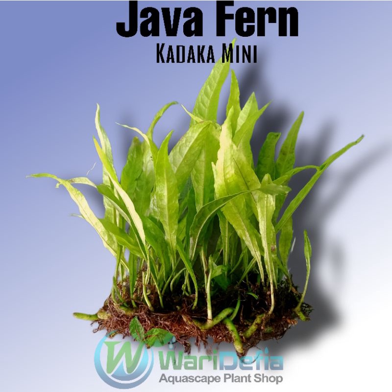 Jual Kadaka Mini Java Fern Tanaman Aquascape | Shopee Indonesia