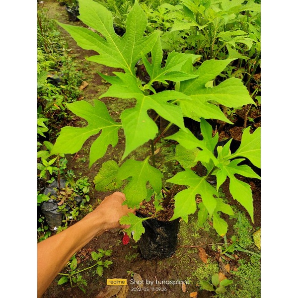 Jual Bibit Tanaman Insulin - Pohon Kipahit - Daun Paitan | Shopee Indonesia