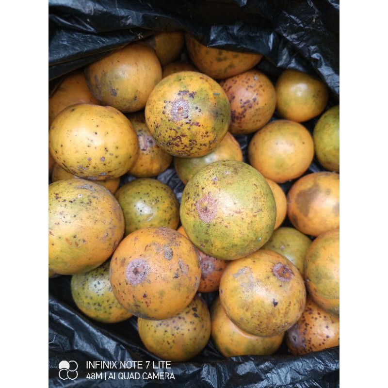 Jual Buah campoleh rasa manis silegit paket 1 kg | Shopee Indonesia