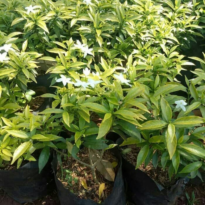 Jual tanaman hias rembosa mini golden - tanaman perdu | Shopee Indonesia