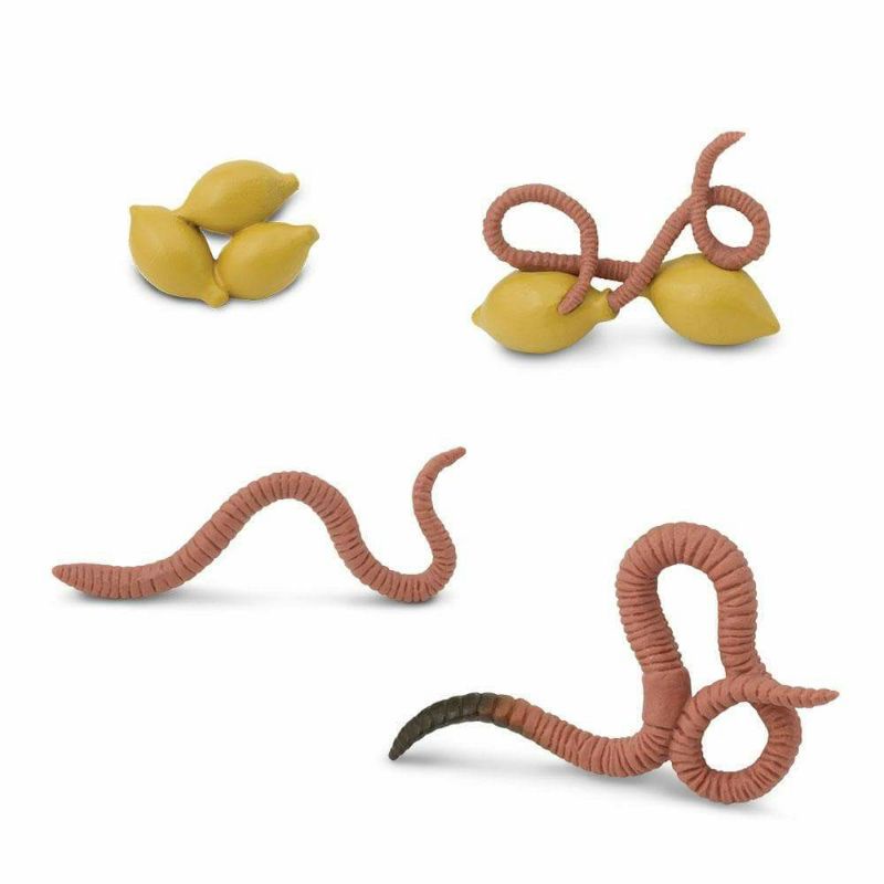 Jual Life Cycle / Siklus Hidup Hewan / Binatang / Animal - Worm ...