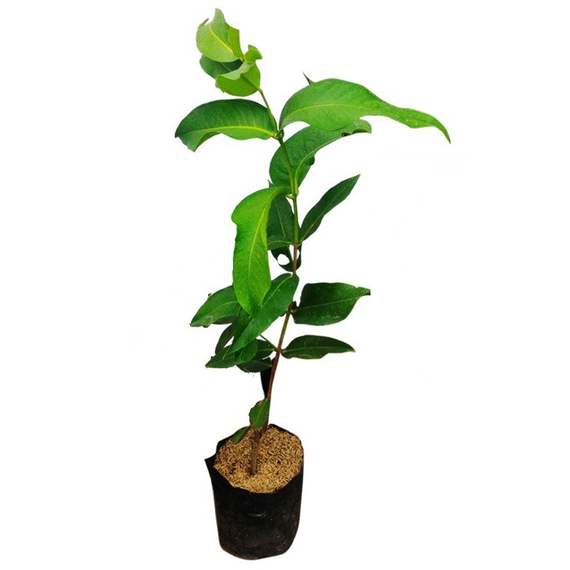 Jual Tanaman Jambu Citra Merah | Shopee Indonesia