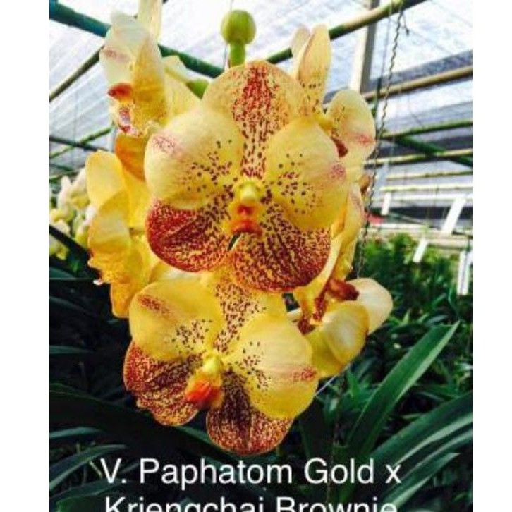 Jual Anggrek Vanda Kuning Paphatom Gold Dewasa Bunga Jumbo Siap Spike ...
