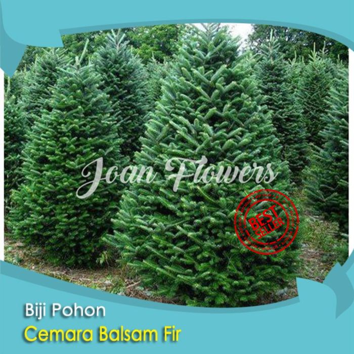 Jual Bibit Tanaman Pohon Cemara Balsam Fir Christmas Tree Conifer Benih ...