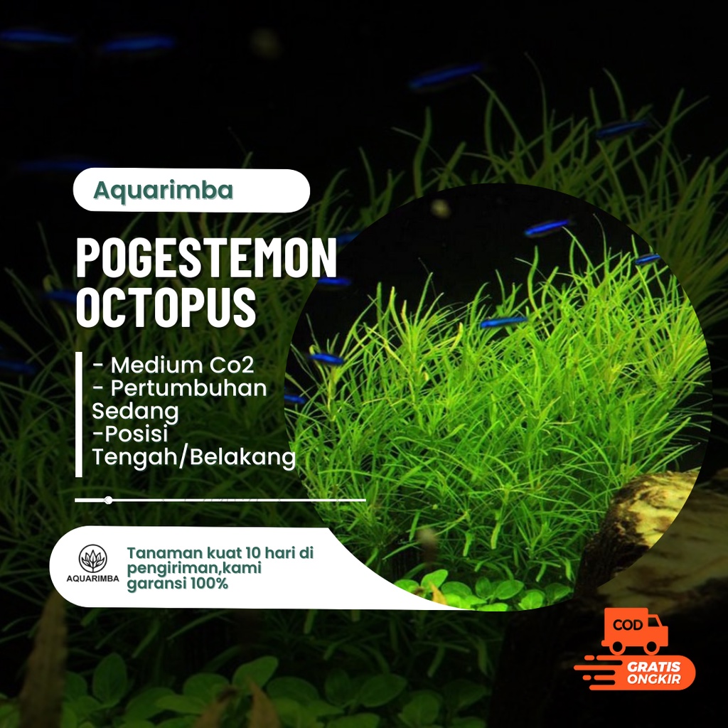 Jual Pogostemon octopus - tanaman aquascape tanpa co2 | Shopee Indonesia