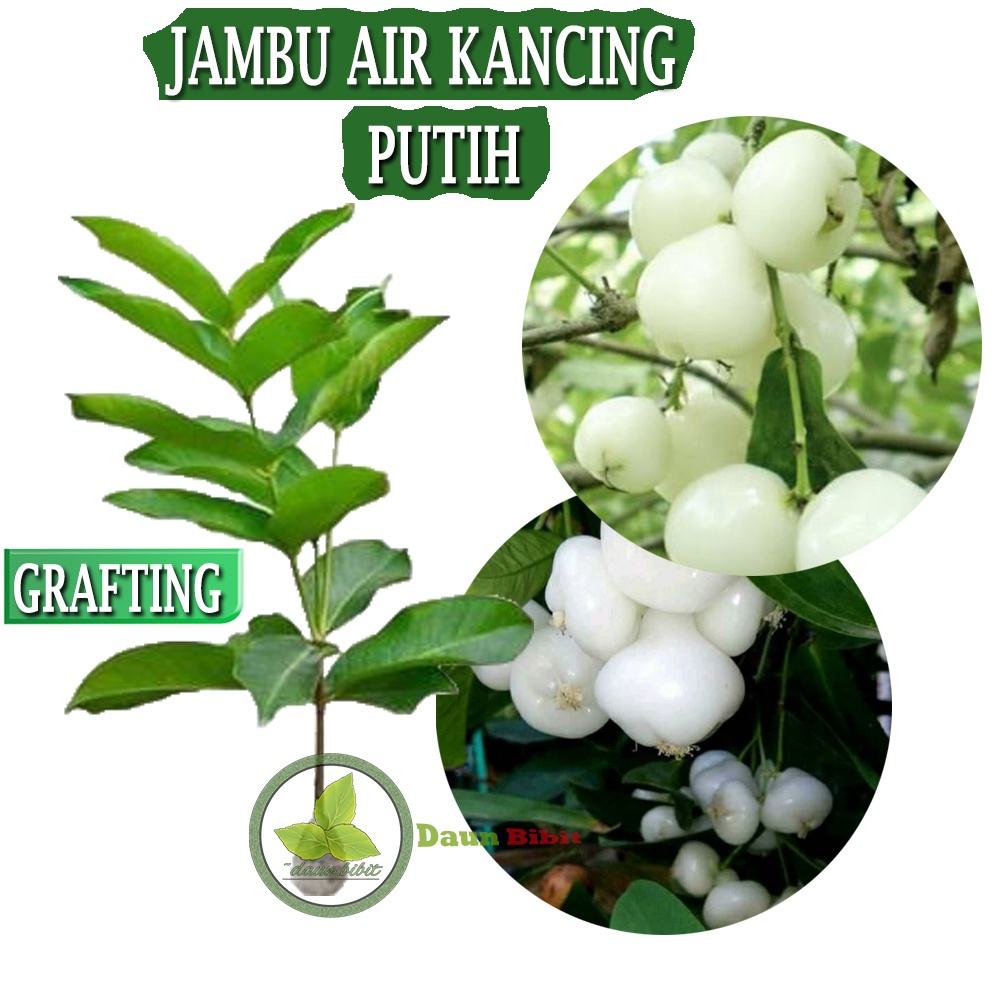 Jual Bibit JAMBU AIR kancing putih okulasi Super Unggul bisa TABULAMPOT ...