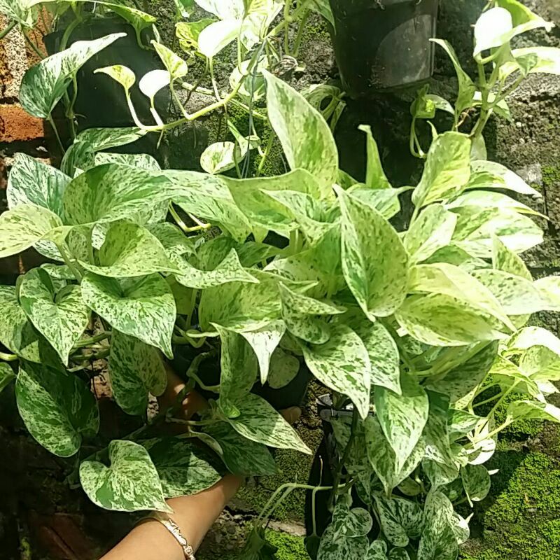 Jual SIRIH MARBLE QUEEN VARIGATA SUPER RIMBUNAN JUMBO/Epopremnum Marble ...
