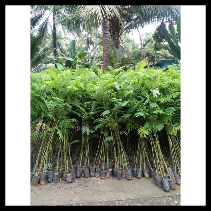 Jual Jual Bibit Pohon Trembesi Albasia | Shopee Indonesia