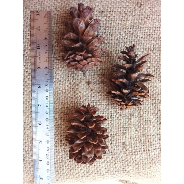 Jual BUNGA BIJI PINUS PINE CONE BAHAN RUSTIC ALAMI dried flower DIY ...