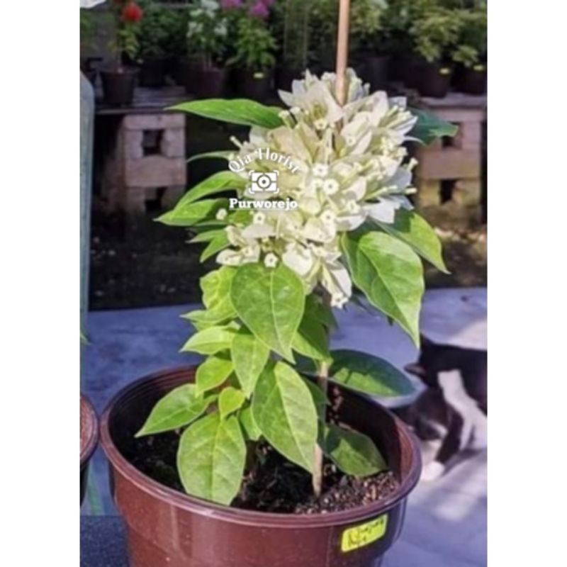 Jual Promo Tanaman Hias Bugenvil Bunga Kertas Singapore Putih Bunga