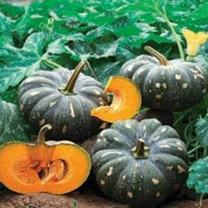 Jual 6 Seed Biji Benih Tanaman Buah Kabocha Labu Jepang Hijau | Shopee ...