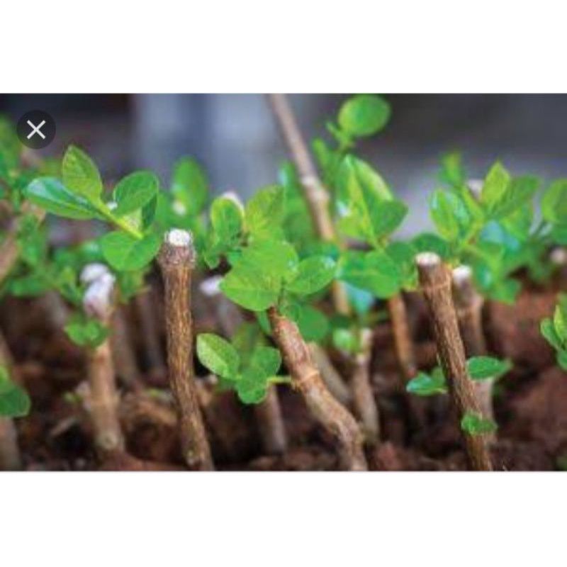 Jual bibit pohon putat / lalapan herbal yang melegenda lalapan khas ...