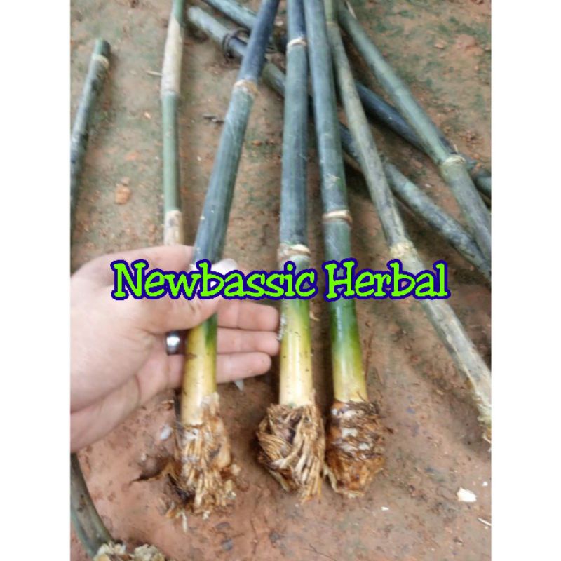 Jual bibit bambu hitam bambu wulung per batang | Shopee Indonesia