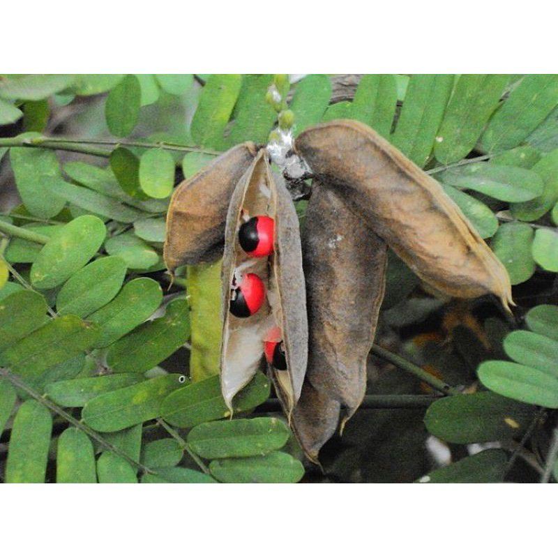 Jual BIJI SAGA / SOGOK TUNTENG / SOGO TELIK / Tanaman obat berkhasiat ...