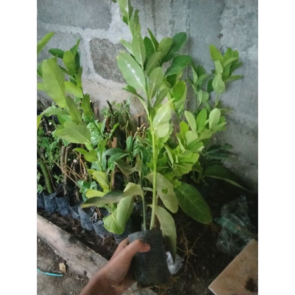 Jual bibit jeruk pepaya(jerpaya) | Shopee Indonesia
