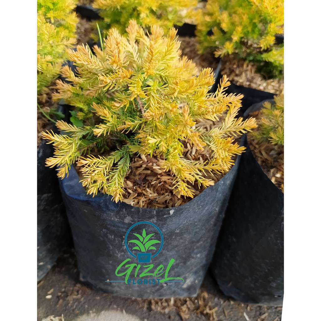 Jual Cemara Ren Gold / Golden Kuning | Shopee Indonesia