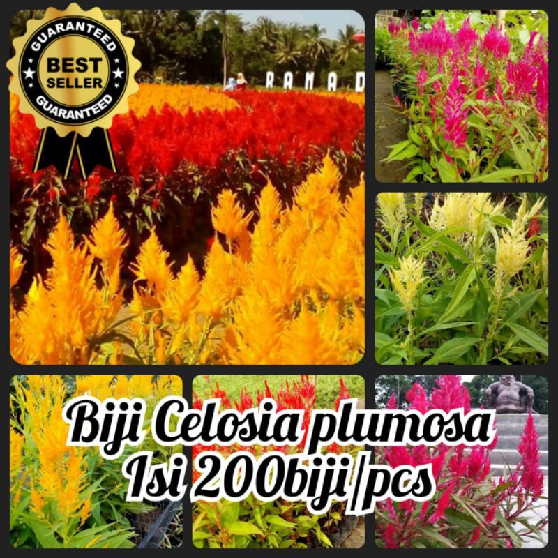 Jual Biji Bunga Celosia Plumosa isi 200 (jengger ayam) flower seeds ...