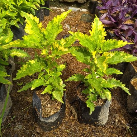 Jual Tanaman hias Miana Batik hijau kombinasi kuning | Shopee Indonesia