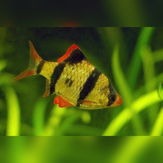 Jual Sumatra Tiger Barb / Green Tiger Barb | Shopee Indonesia