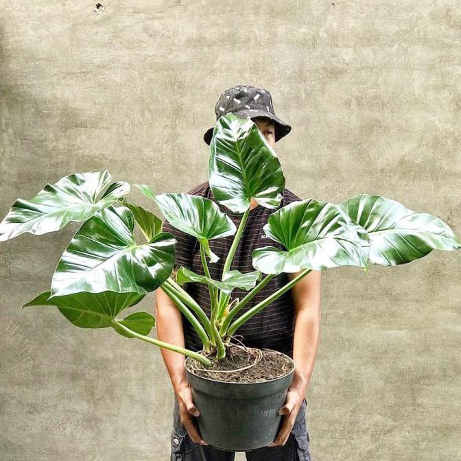 Jual Philodendron Marble Jumbo Daun / Tanaman Hias Philodendron / Pot ...