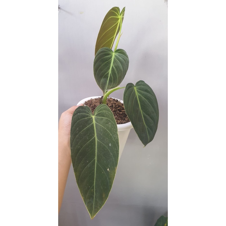 Jual Philodendron Melanochrysum Kode B / Philo Melano Rawatan Pribadi ...