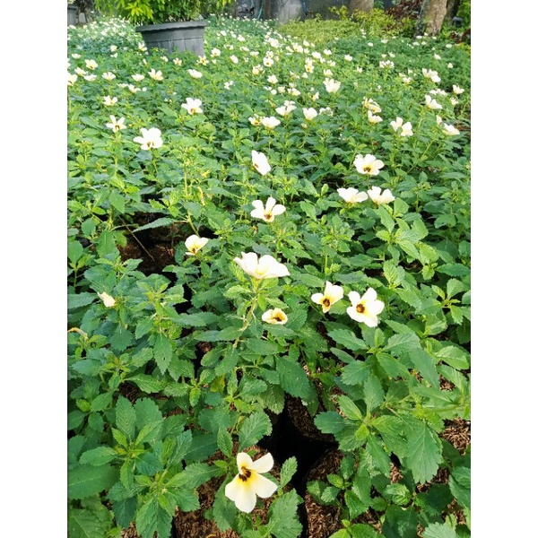 Jual BUNGA YOLANDA / Grosir Yolanda / Tanaman Hias Yolanda / Bibit ...