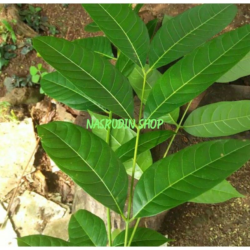 Jual DAUN MAHONI SEGAR | DAUN BUAH MAHONI LANGSUNG PETIK | DAUN POHON ...