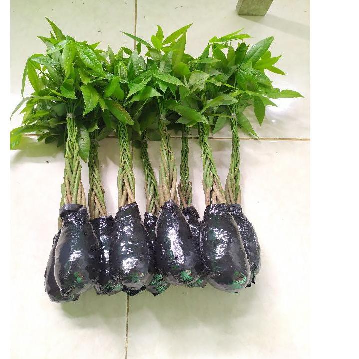 Jual STAR Tanaman Pacira Kepang 9 - Pachira Money Tree | Shopee Indonesia