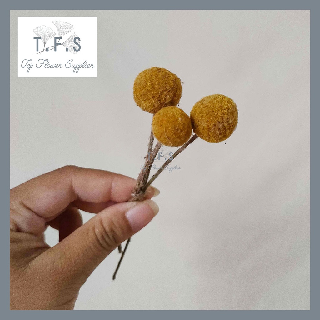 Jual Dried Billy Button Craspedia Bunga Dekorasi Kering Hias Dekor Asli ...