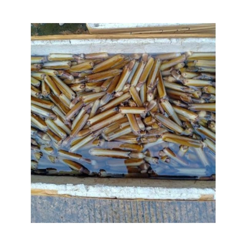 Jual Kerang Bambu Segar Fresh Frozen 1Kg BERGARANSI | Shopee Indonesia