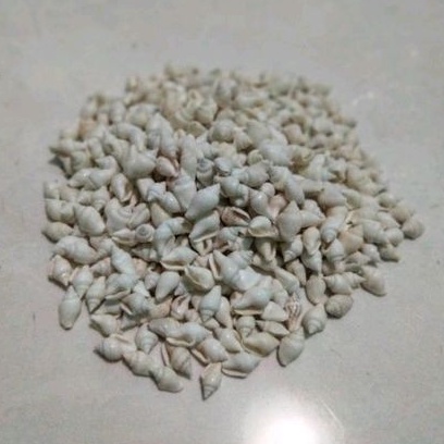 Jual Cangkang kerang laut Berasan 1 kg | Shopee Indonesia