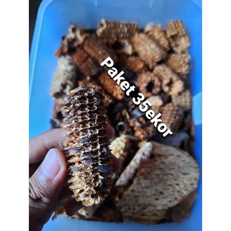 Jual Isopod Nagurus Nanus | Isopoda untuk Cleaning Crew Vivarium ...
