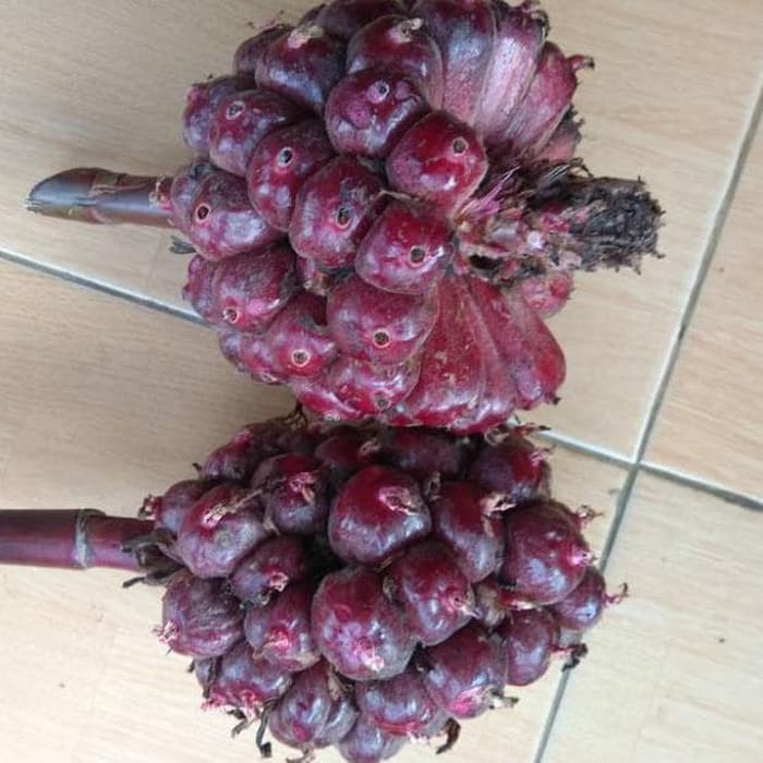 Jual BUAH HONJE KECOMBRANG SEGAR TERBAIK 1Kg | Shopee Indonesia