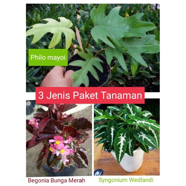 Jual (BISA COD) Paket 3 Jenis Tanaman Philo Mayoi Syngonium Wedlandi ...
