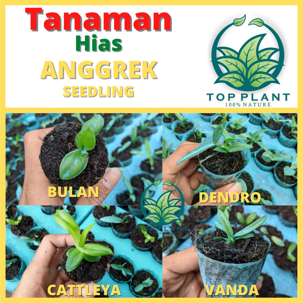 Jual Tanaman Hias Bibit Bunga Anggrek Seedling - Anakan Anggrek ...