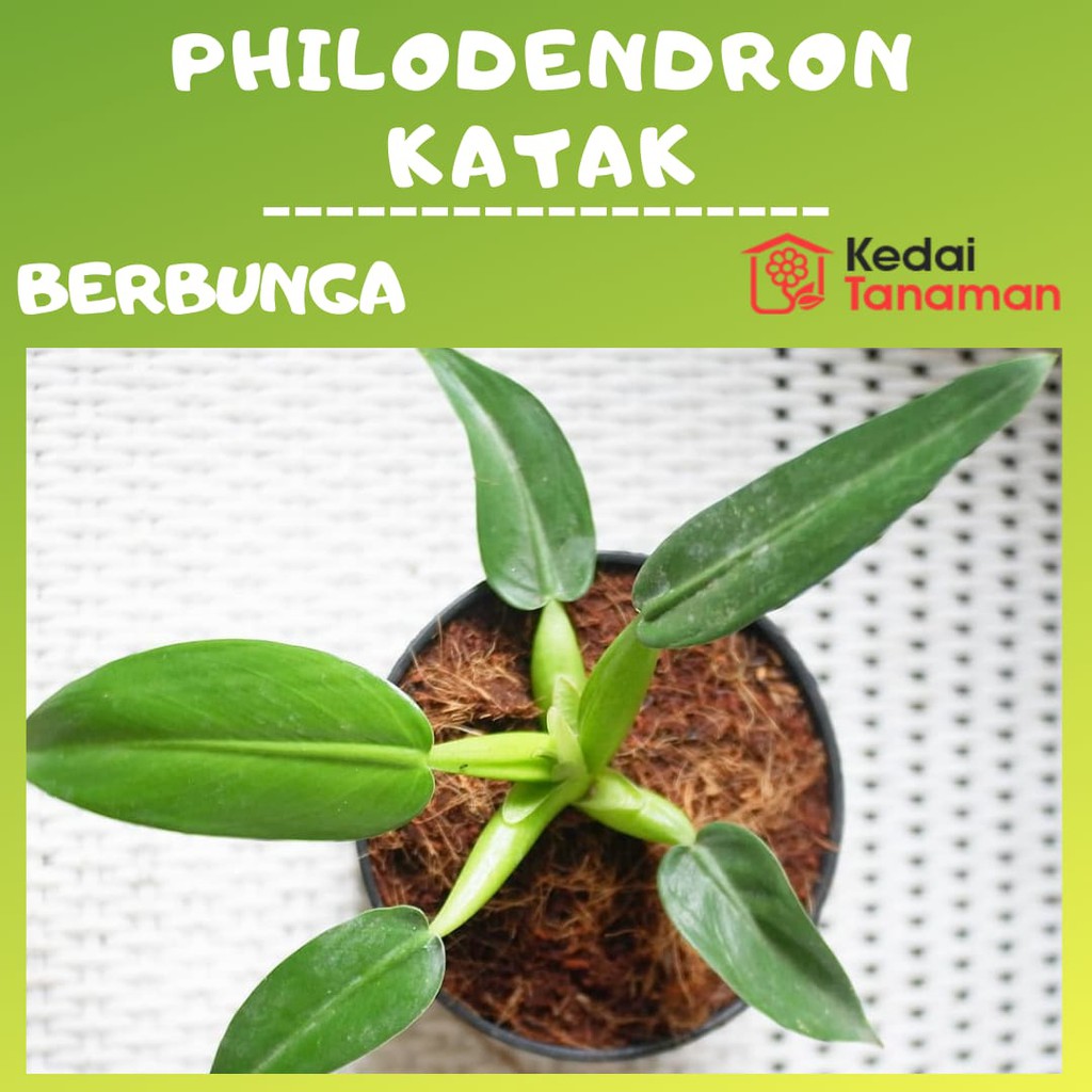 Jual Tanaman Hias Bunga Philodendron Katak - Bunga Philo Katak (Usia ...