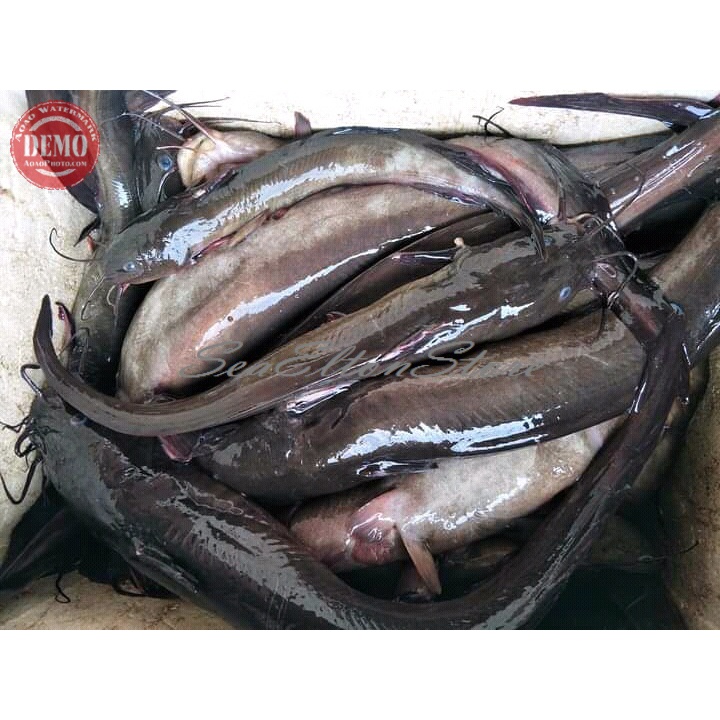 Jual IKAN SEMBILANG Ikan Laut Segar | Shopee Indonesia