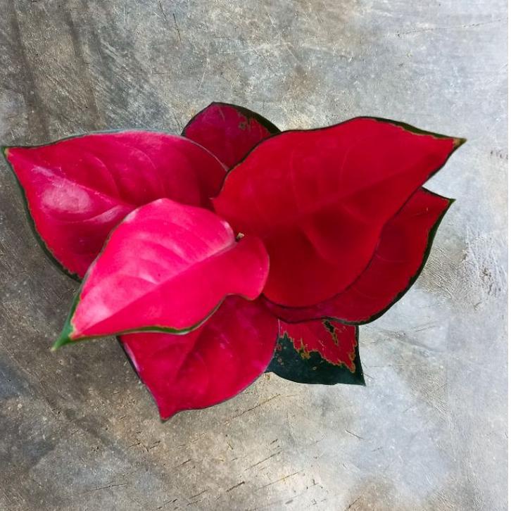 Jual Hadir Terbaru Aglonema SUKSOM JUMBO Ready daun 6++ | Shopee Indonesia