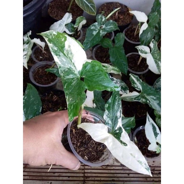 Jual Sente Varigata | Shopee Indonesia