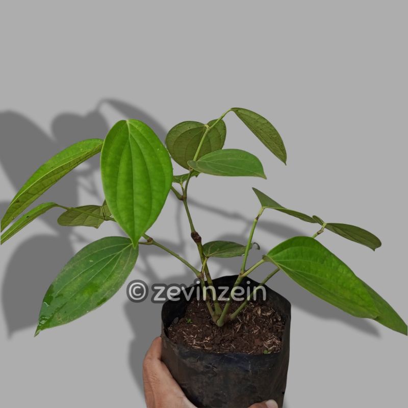 Jual Bibit Lada Perdu ( Cepat Berbuah ) | Shopee Indonesia