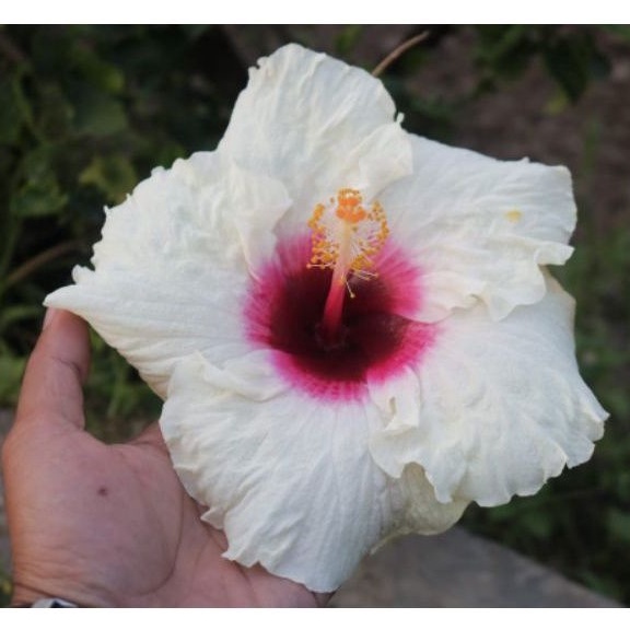 Jual bibit tanaman hias kembang bunga sepatu hibiscus bangkok warna ...