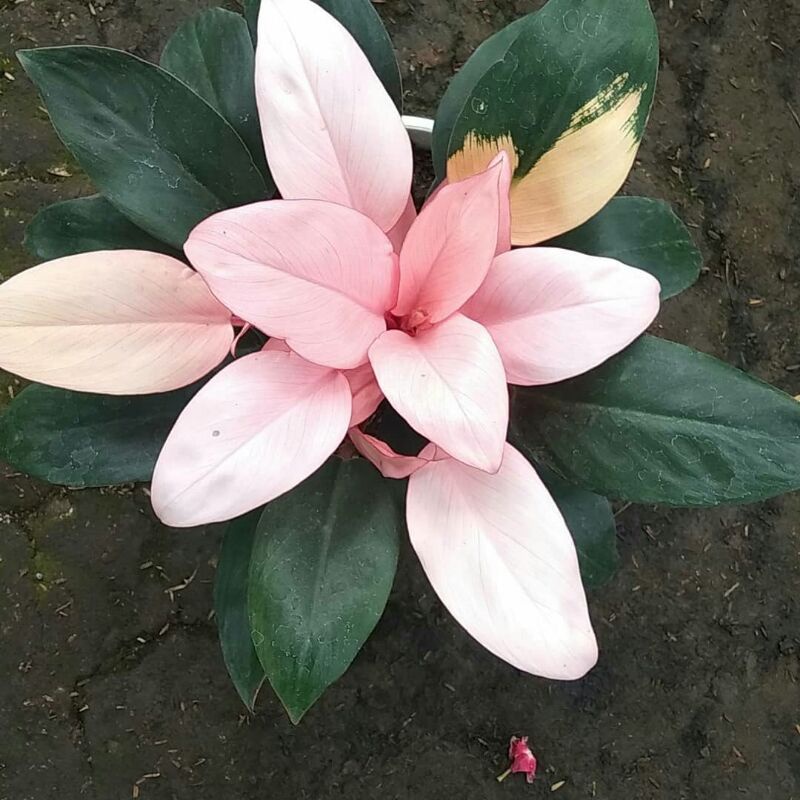 Jual Philodendron ping congo paket 6 pohon | Shopee Indonesia