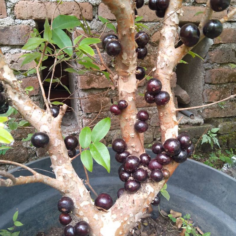 Jual Tanaman anggur brazil preco stek valid uk 1 meter up | Shopee ...